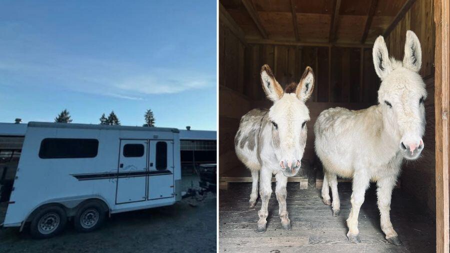 2 emotional support donkeys go missing in Bellevue, owners fear they ...
