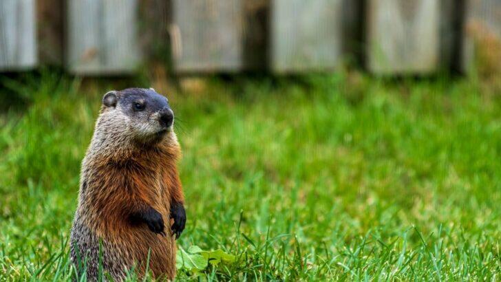 Gardener’s Seven-Year Groundhog Chronicle Goes Viral - NewsBreak