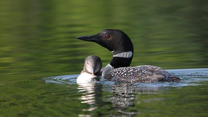 Animals and Wildlife in British Columbia - NewsBreak