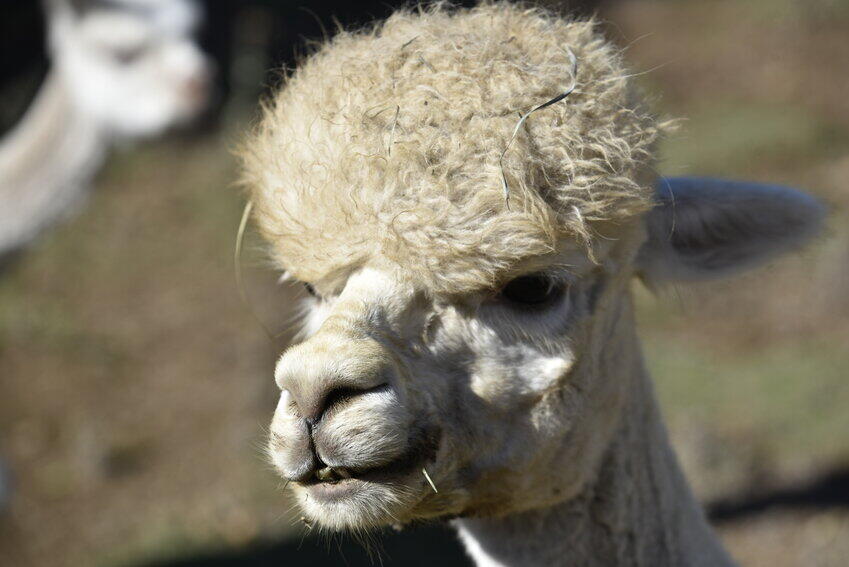 Alpaca farms nationwide -- including locally -- celebrate National ...