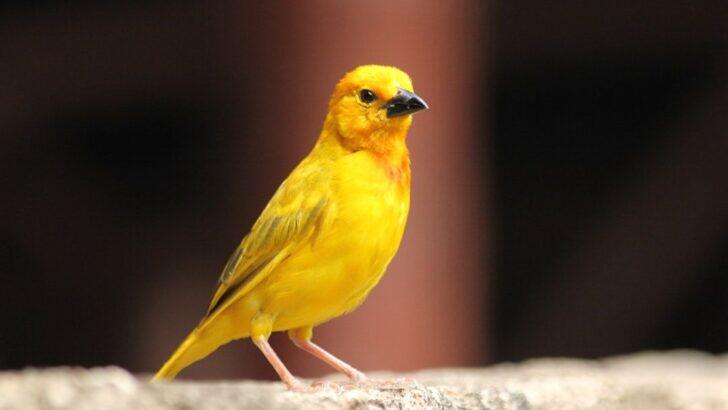 Tiny Stunned Bird Crash-Lands into Office, Sparks Magical Workday ...