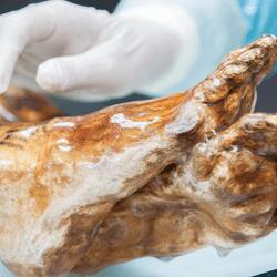 5,300-Year-Old Microbes From Ötzi the Iceman Are Still Showing Signs Of ...