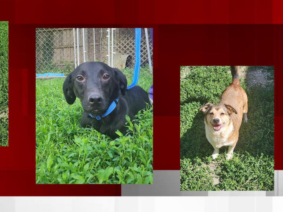 Waterloo dog rescue to close its kennels