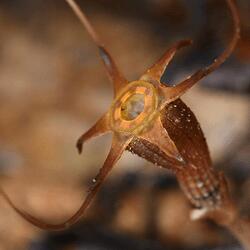 New Species Of "Fairy Lantern" Plant Discovered In Malaysia Is Already ...