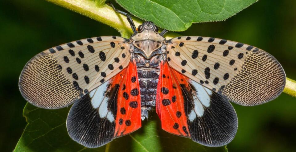 Invasive Insects in Texas: Watch for These 10 Destructive Species ...