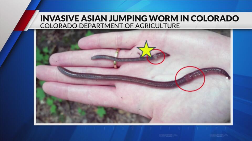 Officials again warn of invasive ‘crazy worm’ found in several states ...