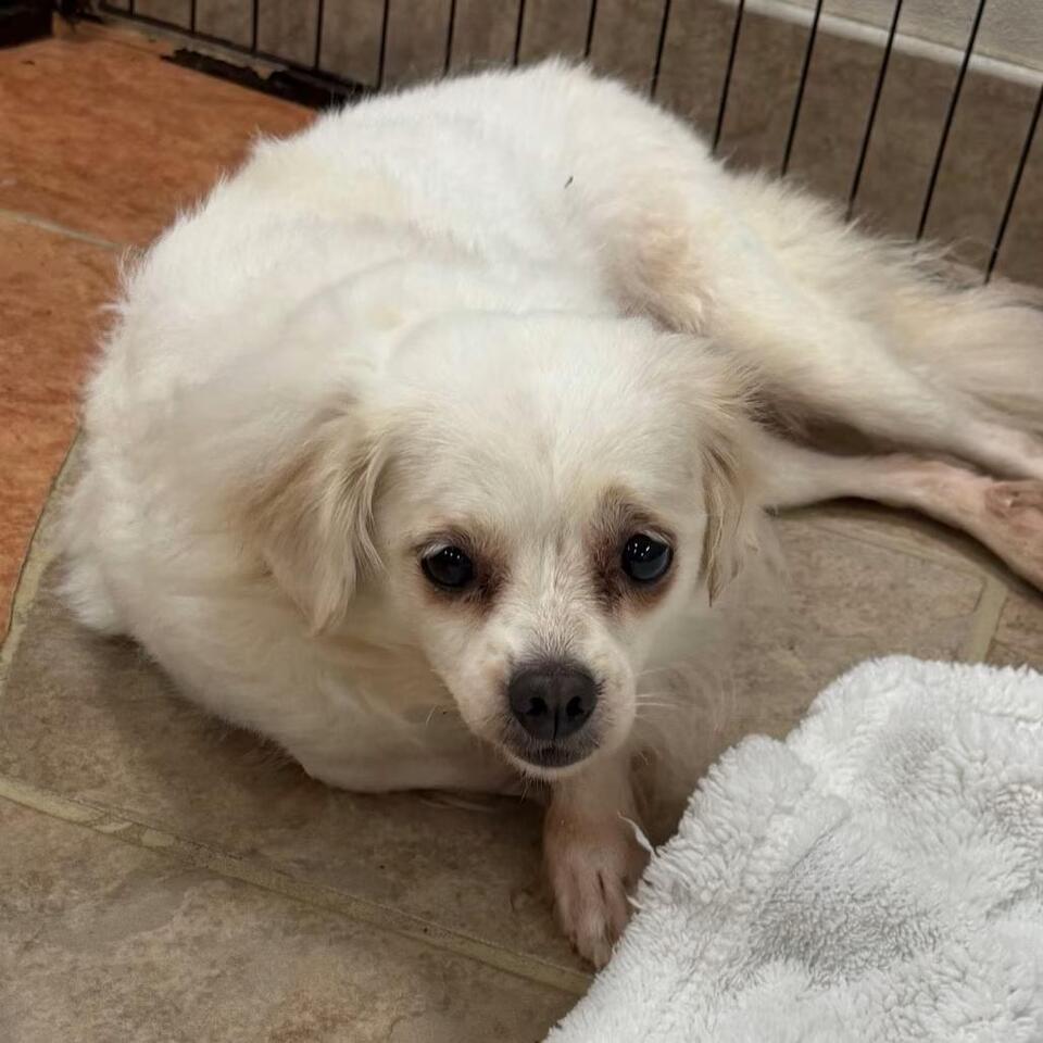 🐶 Playful, Gentle & Loyal Dogs Ready for Adoption in Birmingham - NewsBreak