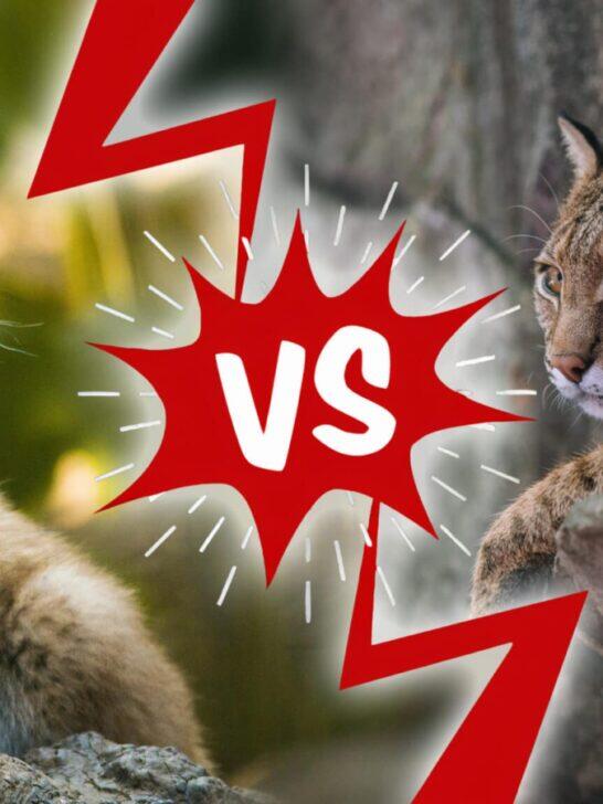 Ultimate Showdown Between Lynx and Bobcat - NewsBreak