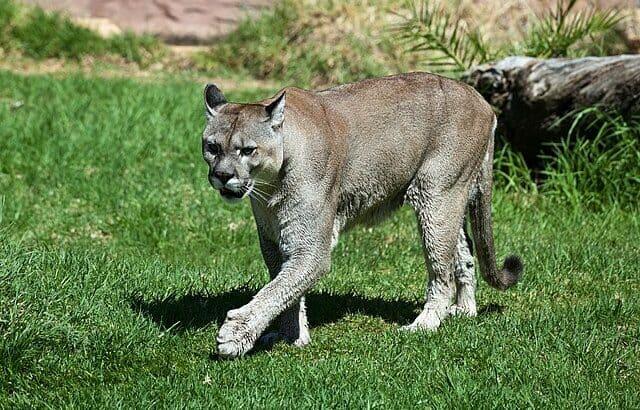 Top 10 States With The Most Cougar - NewsBreak