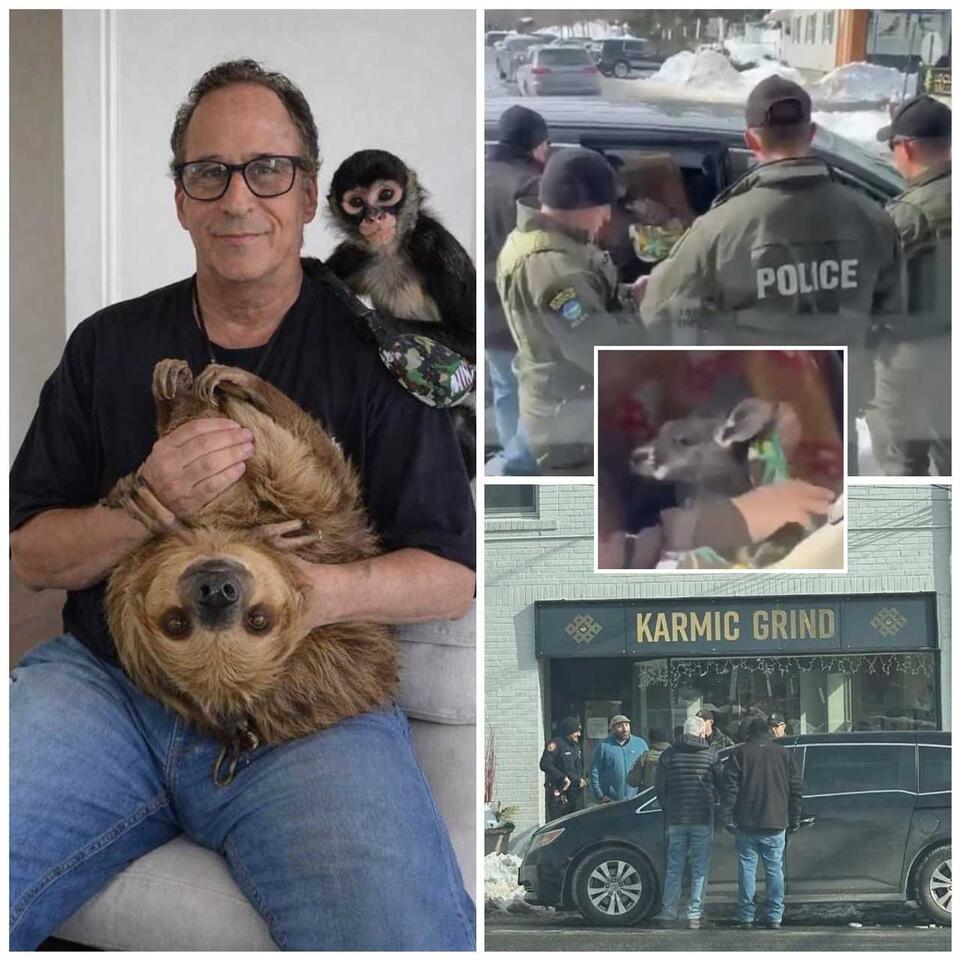 Feds Discover Sloths, Koala In Minivan Outside LI Coffee Shop As ...