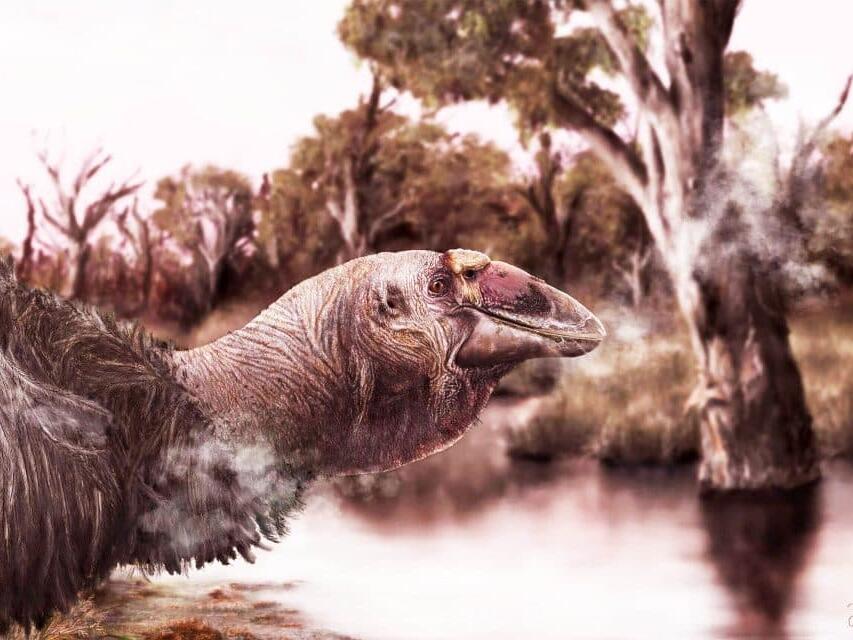 Prehistoric 'giga-goose' bird recently discovered was a true giant
