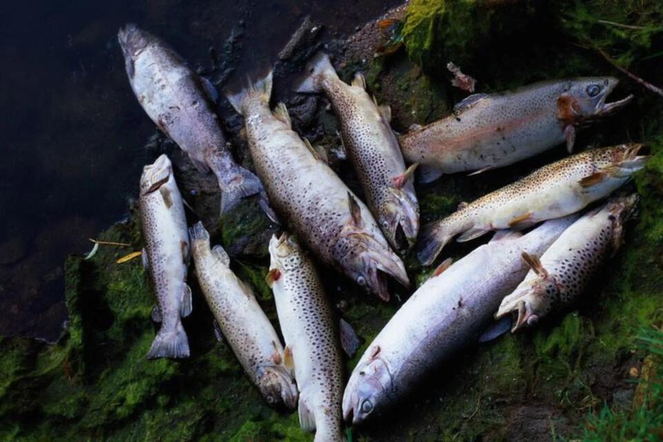 Cold Water Fish on the Hot Seat - NewsBreak