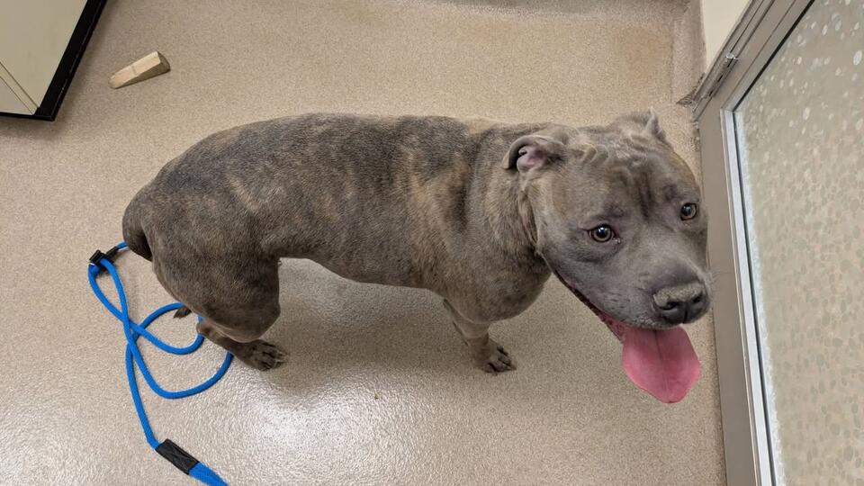 Humane Society Seeks Help Identifying Found Dogs - NewsBreak