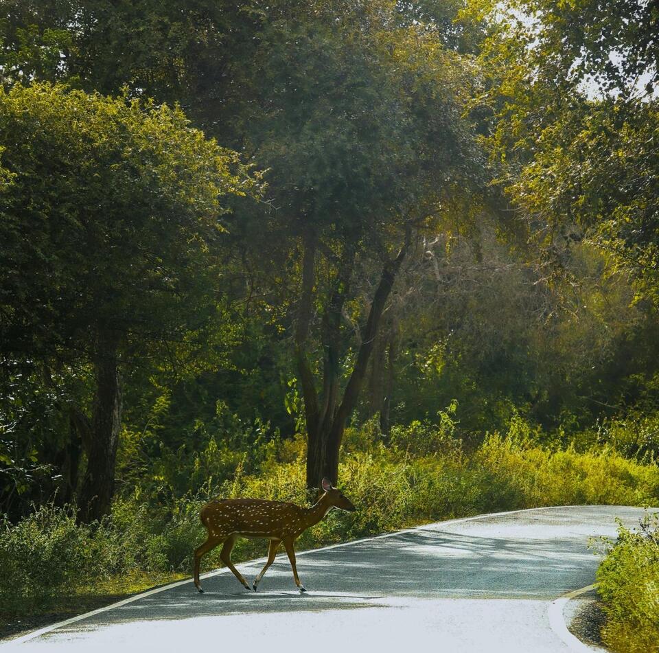 Tips on Avoiding Deer While Driving - NewsBreak