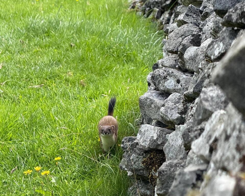 Country diary: Even stoats need a break from the ecstasy of being a ...