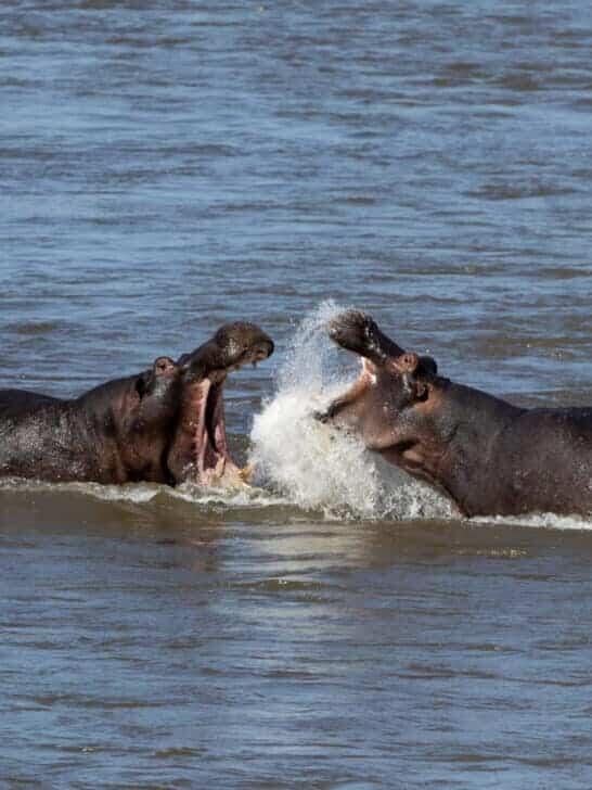 What You Will Encounter On Your Next Safari In Kruger National Park ...