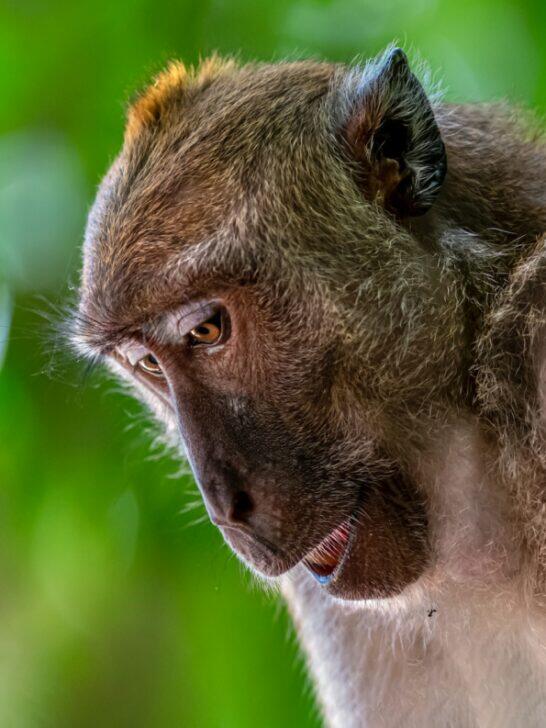 12 Monkeys That Use Tools Just Like Humans - NewsBreak