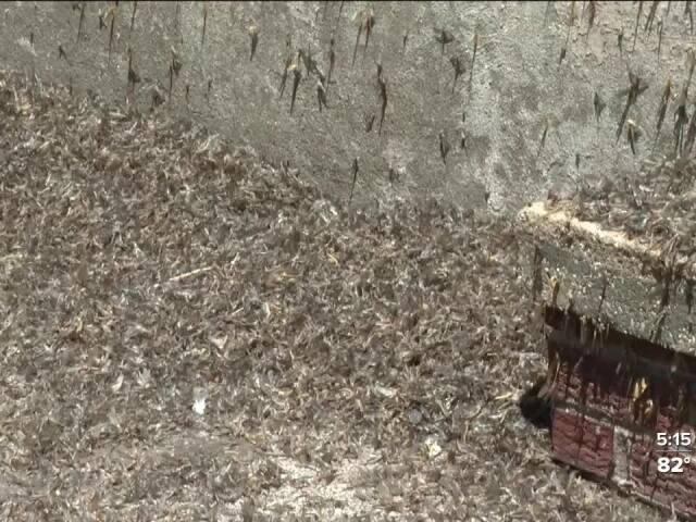 Mayflies return to Port Clinton - NewsBreak