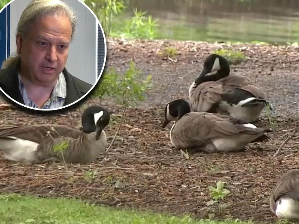New Jersey town wants to gas geese to death over poop-filled park ...