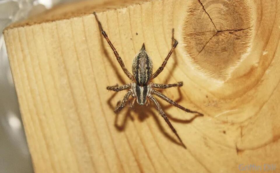 Maine has spiders that can hiss and jump - NewsBreak