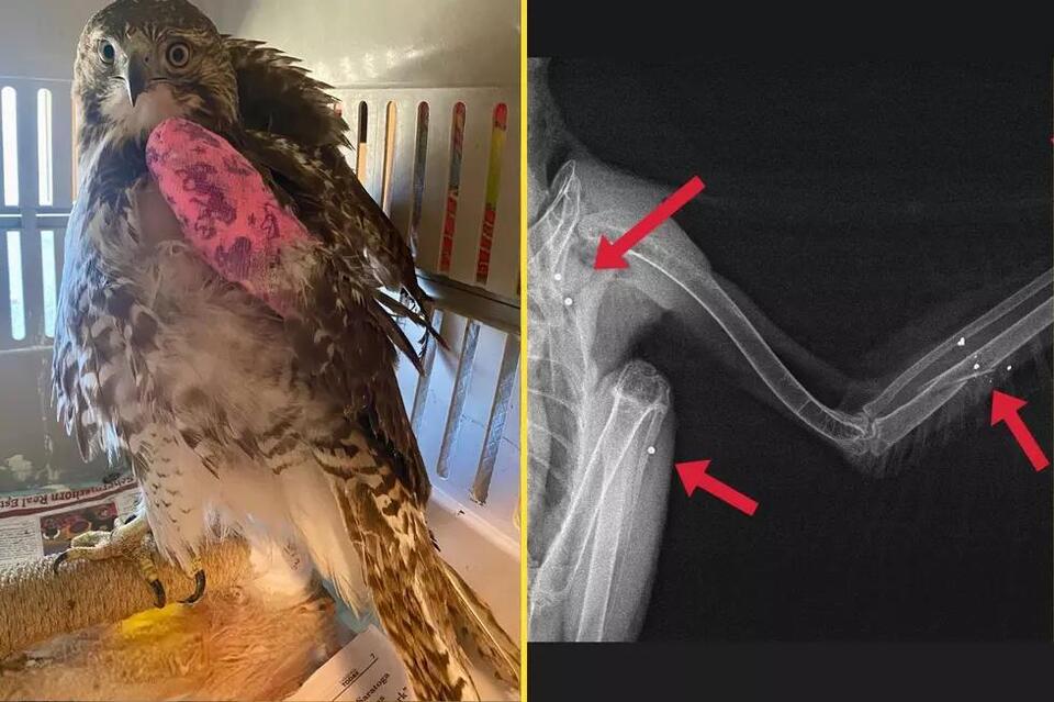Photos: Protected Bird Shot in Upstate New York - NewsBreak