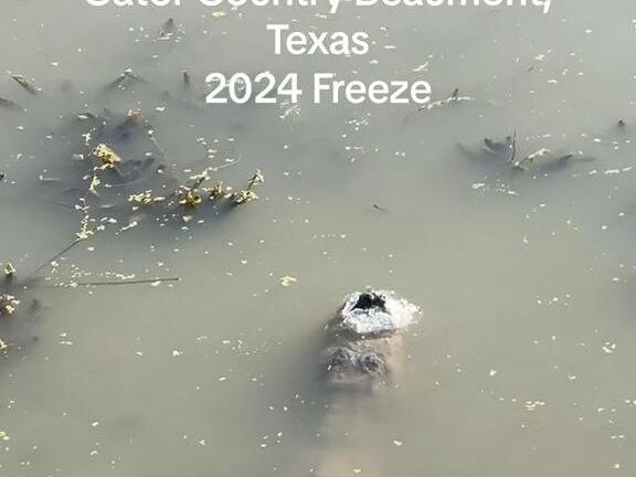 Watch: Texas alligator makes snout hole in frozen pond to survive winter