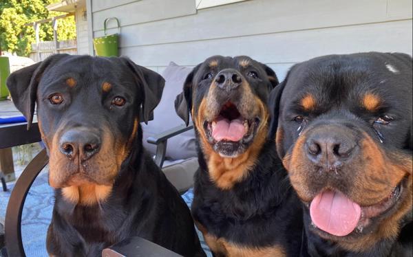 Benton Co. Sheriff's Office defends killing of dogs after animal ...