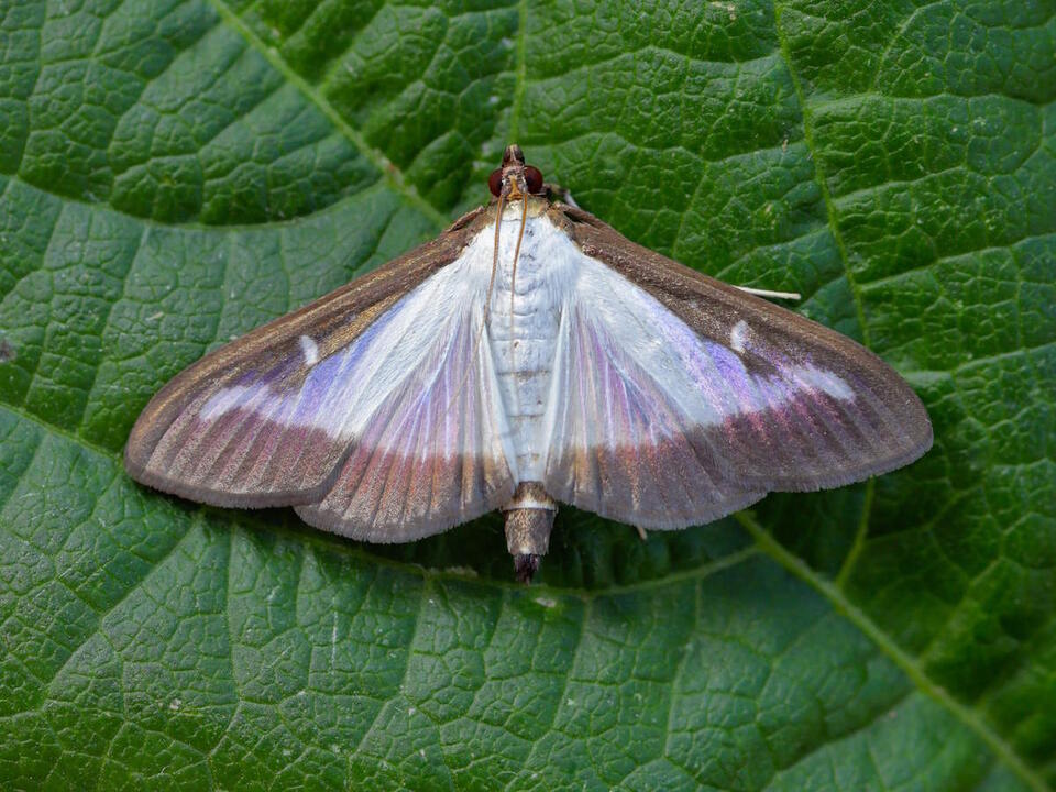 What is a box tree moth? Discover the damage box moths and box ...