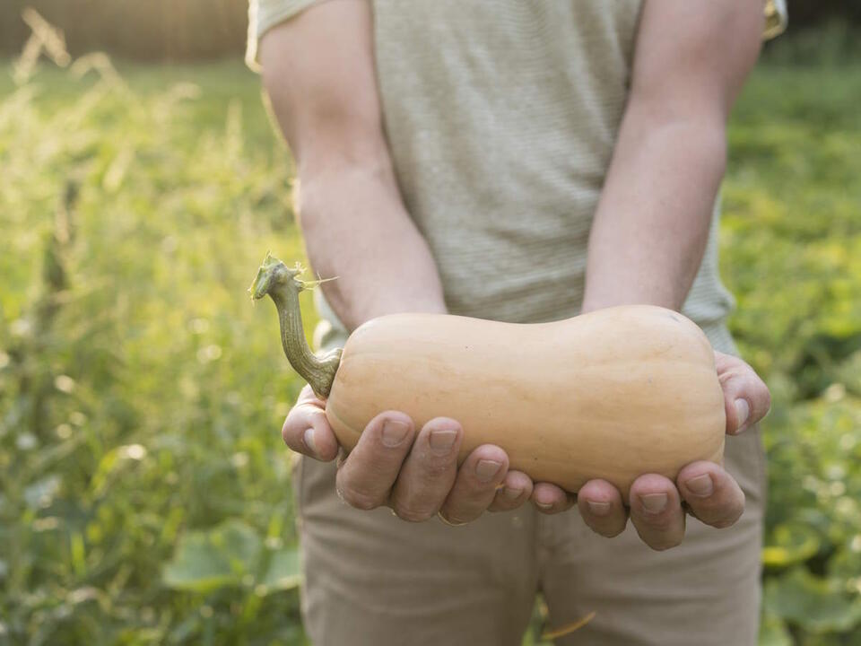 How to grow butternut squash successfully – from sowing seeds to ...