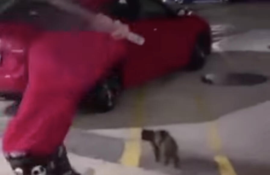 Animal rights group weighs in on Long Island cat beating caught on ...