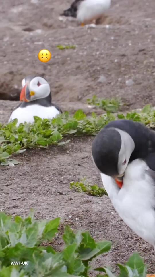 Did you know that puffins nest in burrows they dig with their feet and ...
