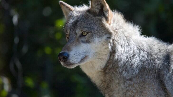 The Difference Between Gray Wolves and Red Wolves Explained - NewsBreak