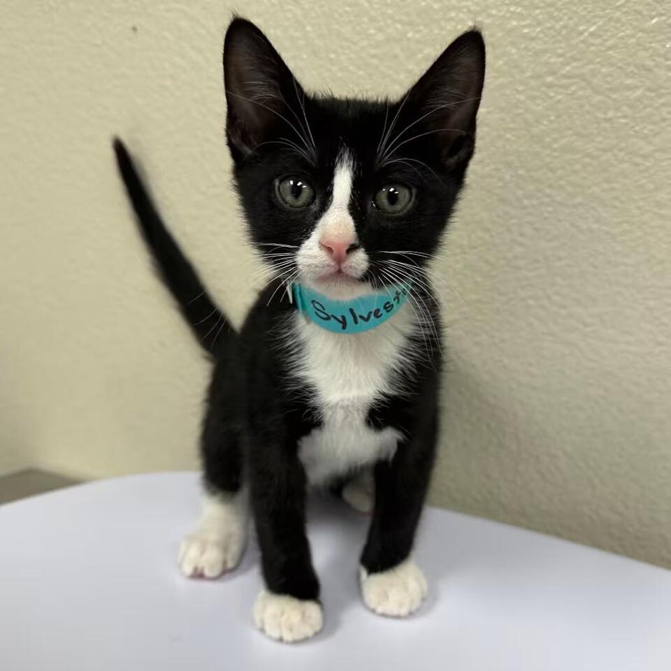 🐱 Playful, Gentle & Loving Cats Ready for Adoption in Las Vegas - NewsBreak