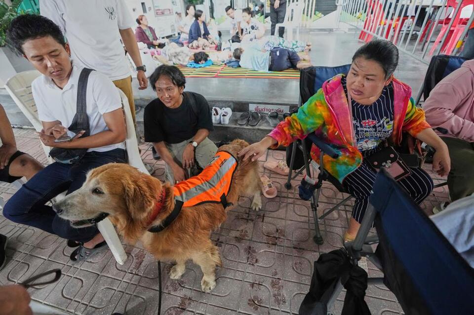 After Thailand quake, rescue dogs provide solace to searching families ...
