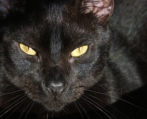 The History of Black Cats as Symbols of Luck and Misfortune - NewsBreak