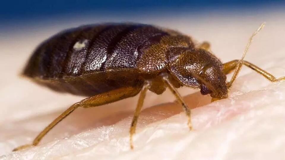 Houston Texas In The Top Bed Bug Infested Cities In The USA - NewsBreak