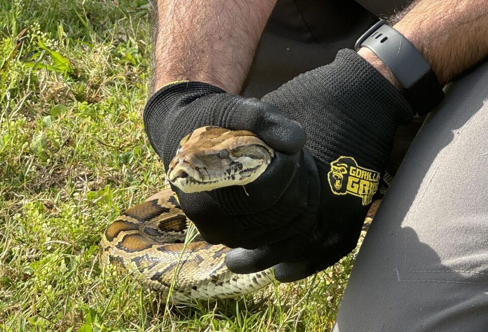 On python patrol: Burmese pythons are being captured in region - NewsBreak