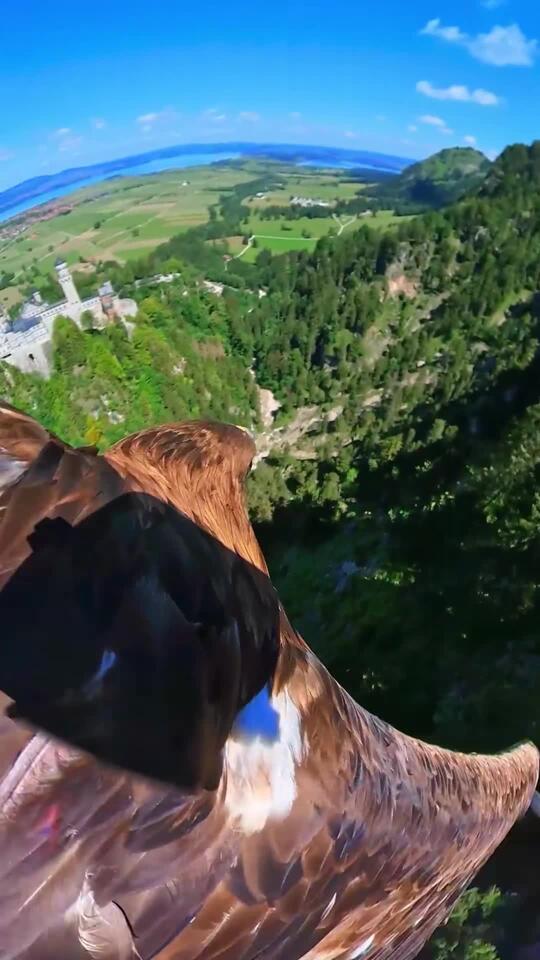 Now this is a birds eye view Epic eagle POV w insta360 RS eagle ...