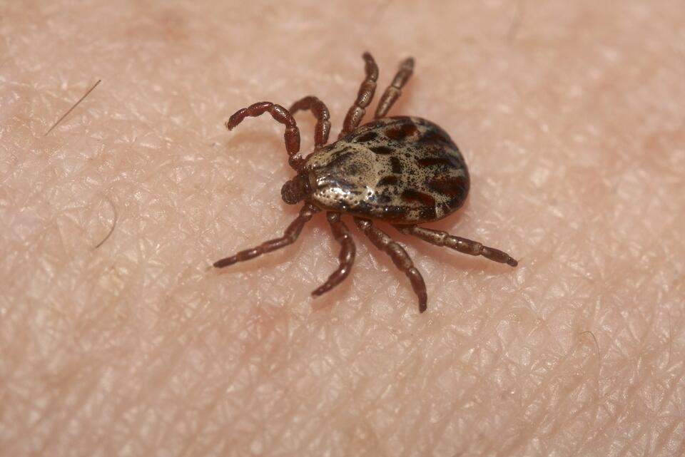 Massachusetts is One of the Most Tick Infested States in America ...