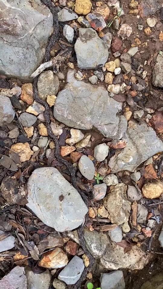 Thousands of Tiny Worms Form Giant Chain - NewsBreak