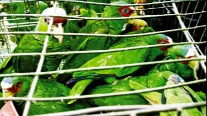 Border Bird Busts: Parrot Smuggling Seizures - NewsBreak