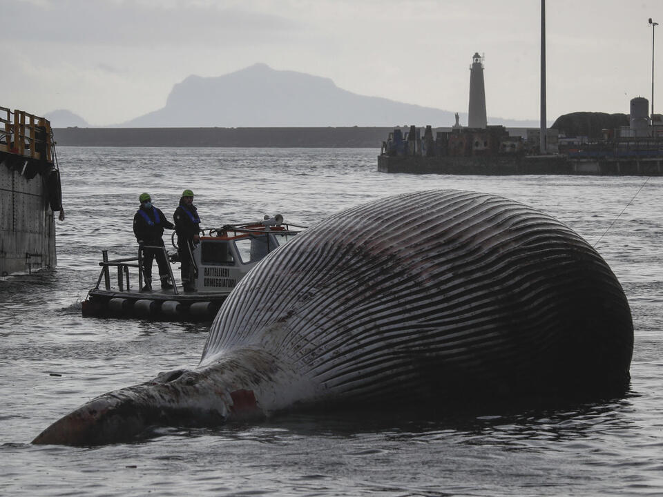 Massive Inflated Whale Carcass Stuns Fishermen Fearing Explosion