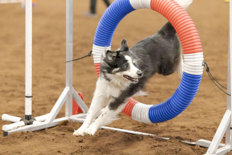 Dog Agility World Games Heads to Murfreesboro - NewsBreak
