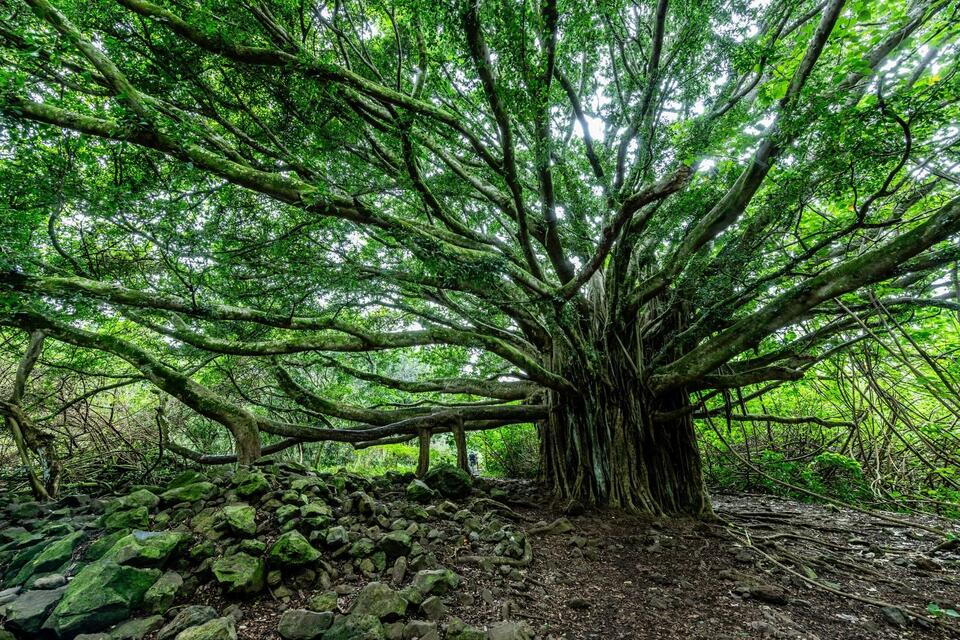 Banyan BioInnovations puts down roots with $100M, Icon partnership ...
