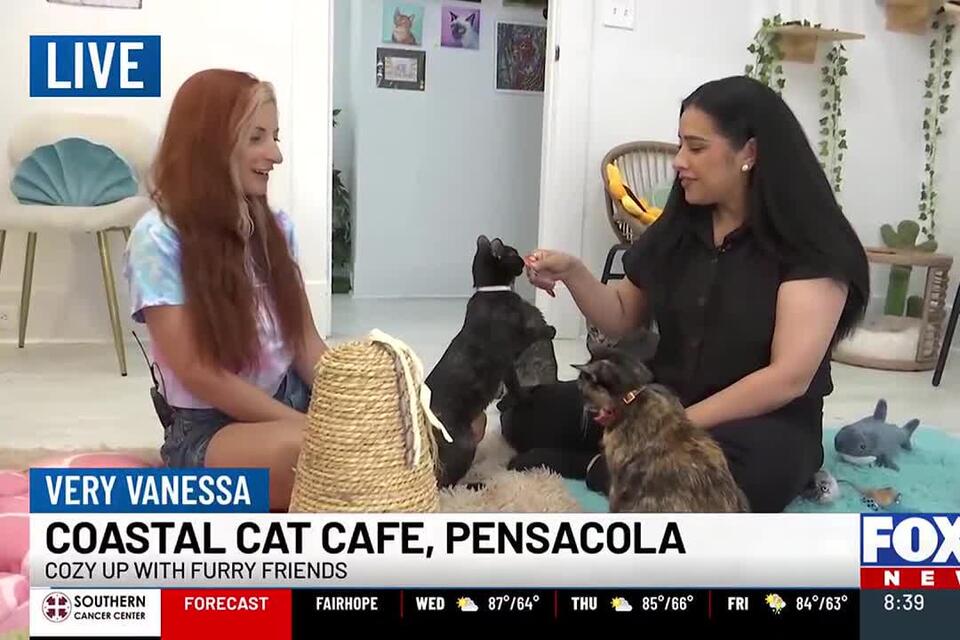 A Look Inside Coastal Cat Cafe - NewsBreak