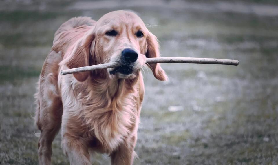 12 Incredible Ways Animals Use Tools in the Wild – And Why It Matters ...