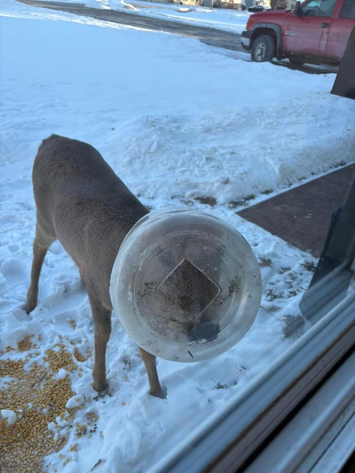 Deer caught in plastic bucket generates concern for Janesville ...