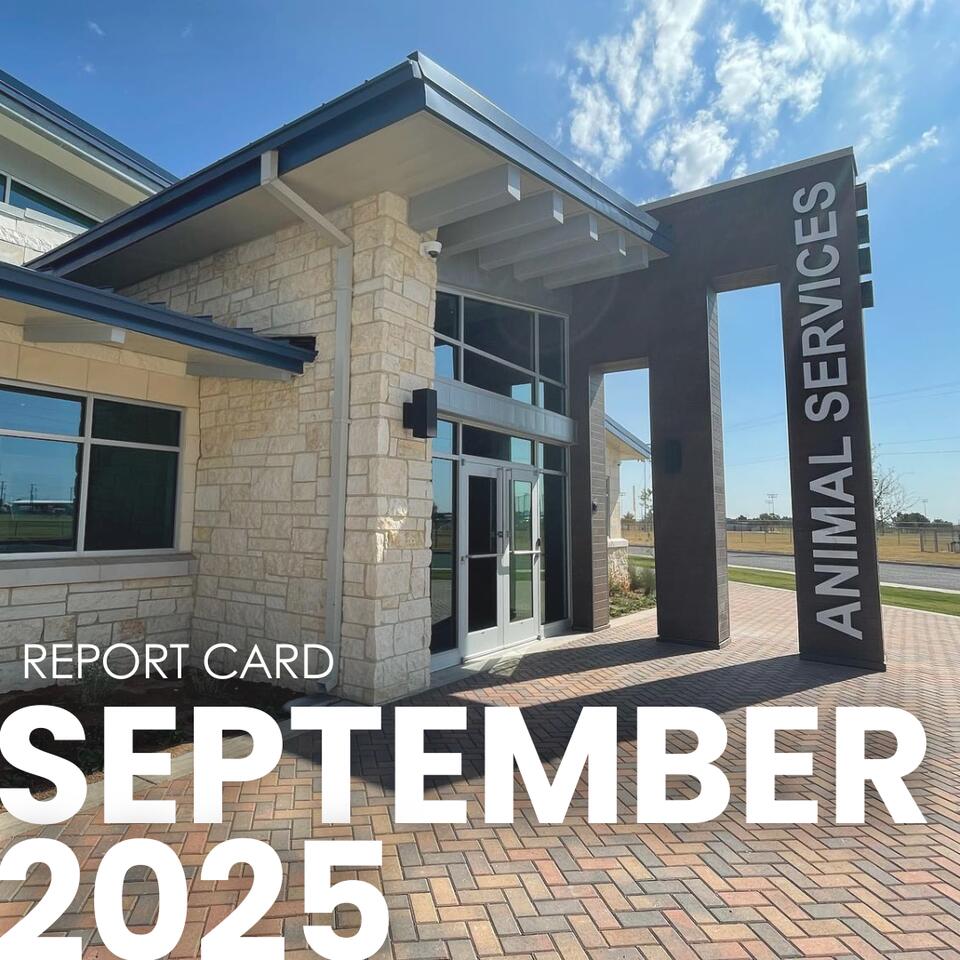 Adoptions at Midland Animal Services should top 1K in 2025 - NewsBreak