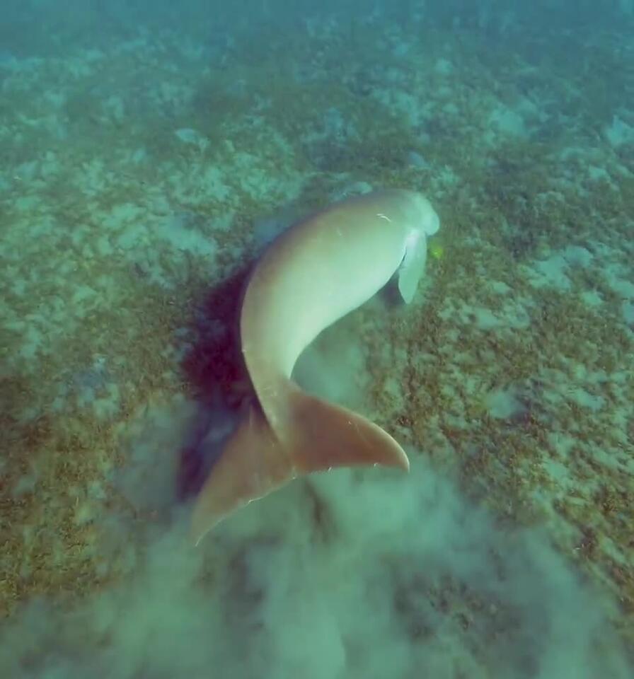 Video by bertiegregory A male dugong spins to scratch his back on the ...