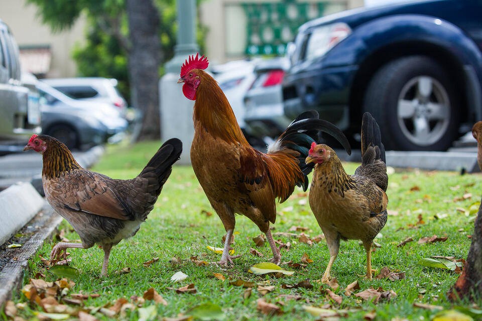 ‘Just Break The Chicken’s Neck’: Bill Would Let Residents Kill Feral ...